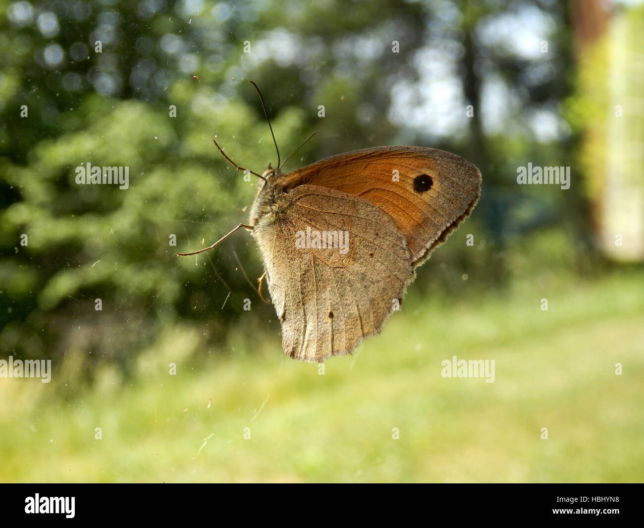 Meadow Brown Butterfly Stock Photo - Alamy