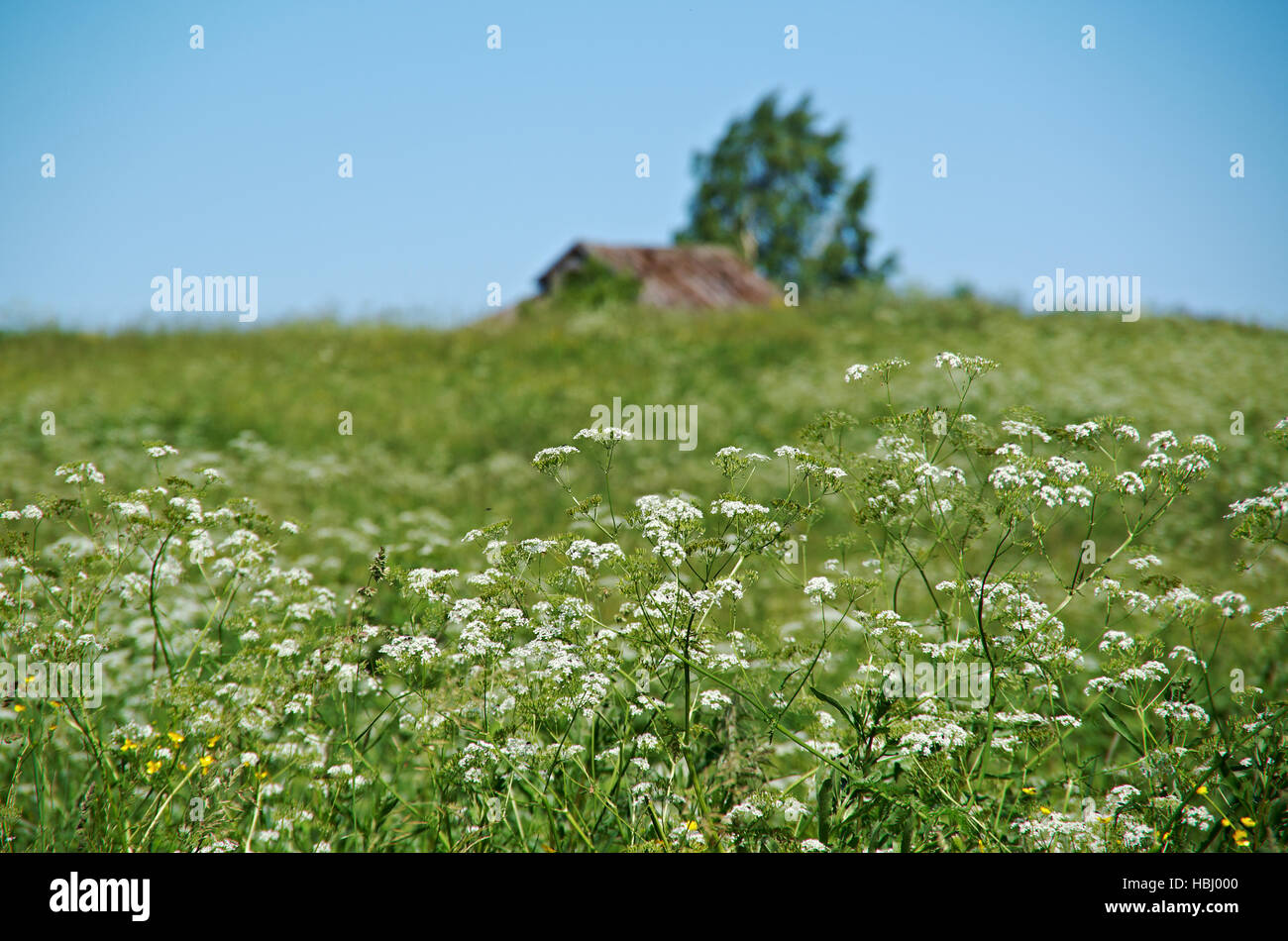 Russian summer meadow Stock Photo - Alamy