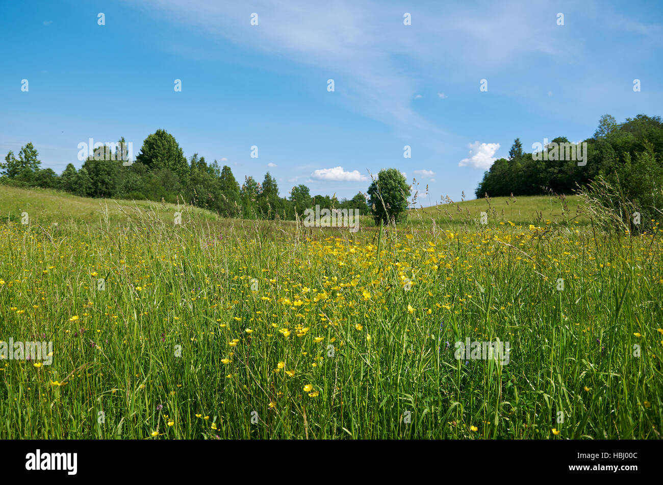 Russian summer meadow Stock Photo - Alamy