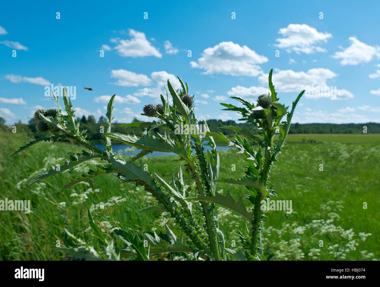Russian summer meadow Stock Photo - Alamy