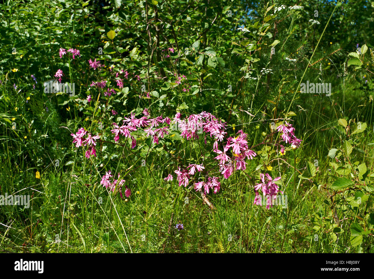 Russian summer meadow Stock Photo - Alamy