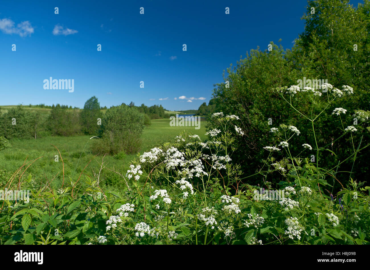 Russian summer meadow Stock Photo - Alamy