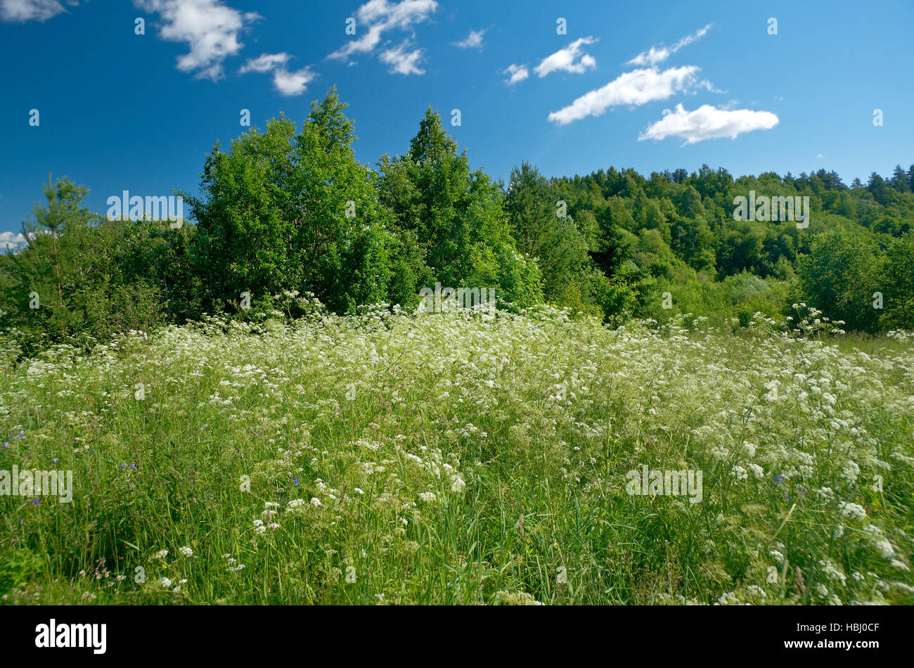 Russian summer meadow Stock Photo - Alamy
