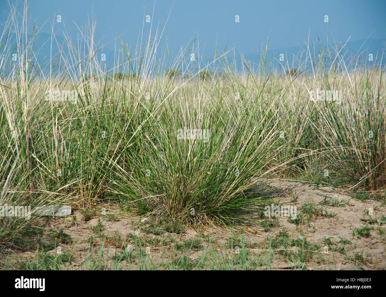 Steppe grasses hi-res stock photography and images - Alamy