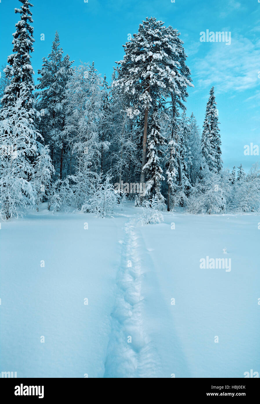 Trailway in forest winter hi-res stock photography and images - Alamy