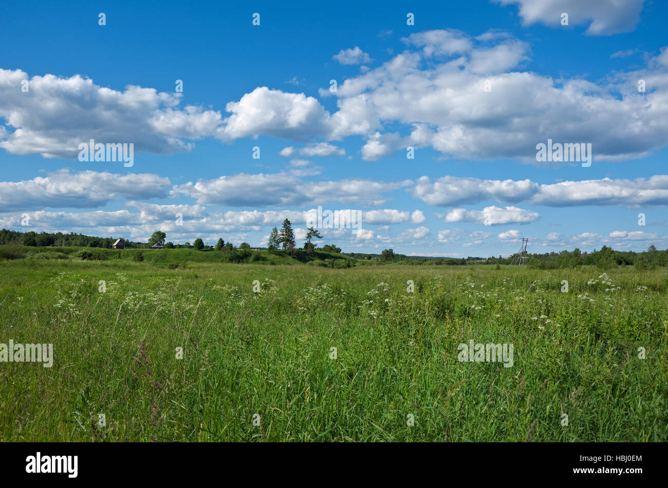 Russian summer meadow Stock Photo - Alamy