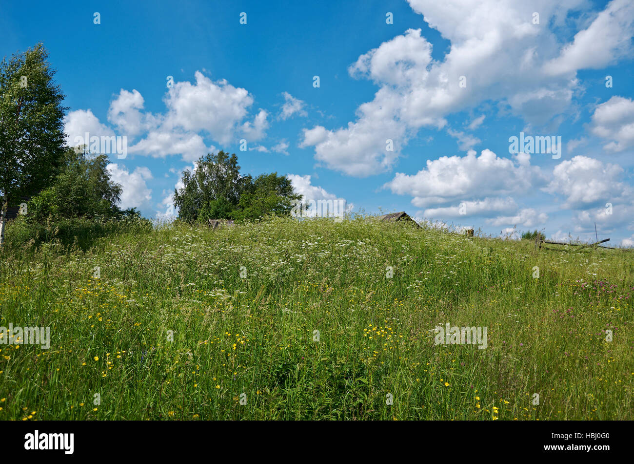 Russian summer meadow Stock Photo - Alamy