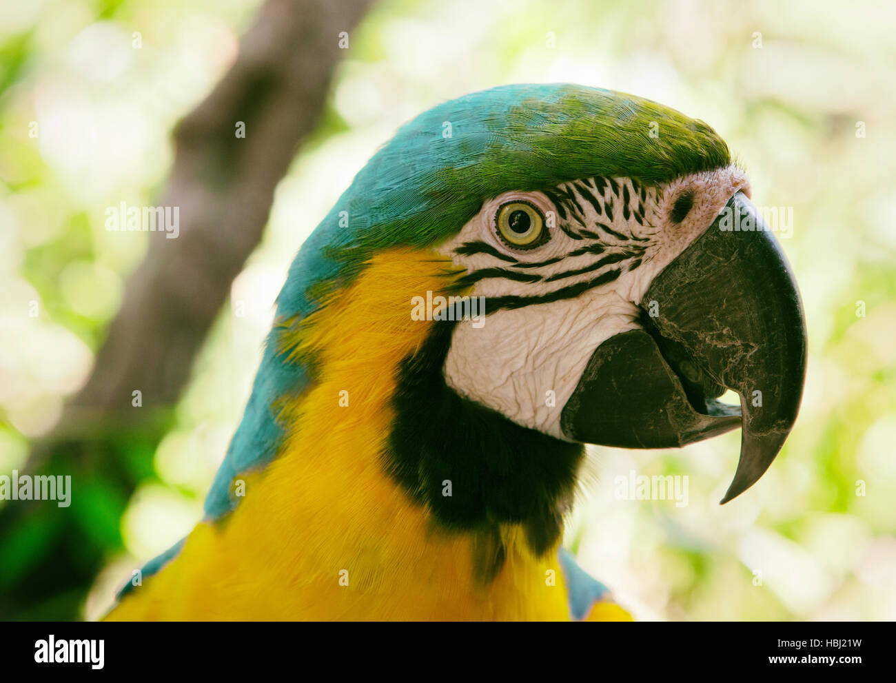 Parrot enclosure hi-res stock photography and images - Alamy