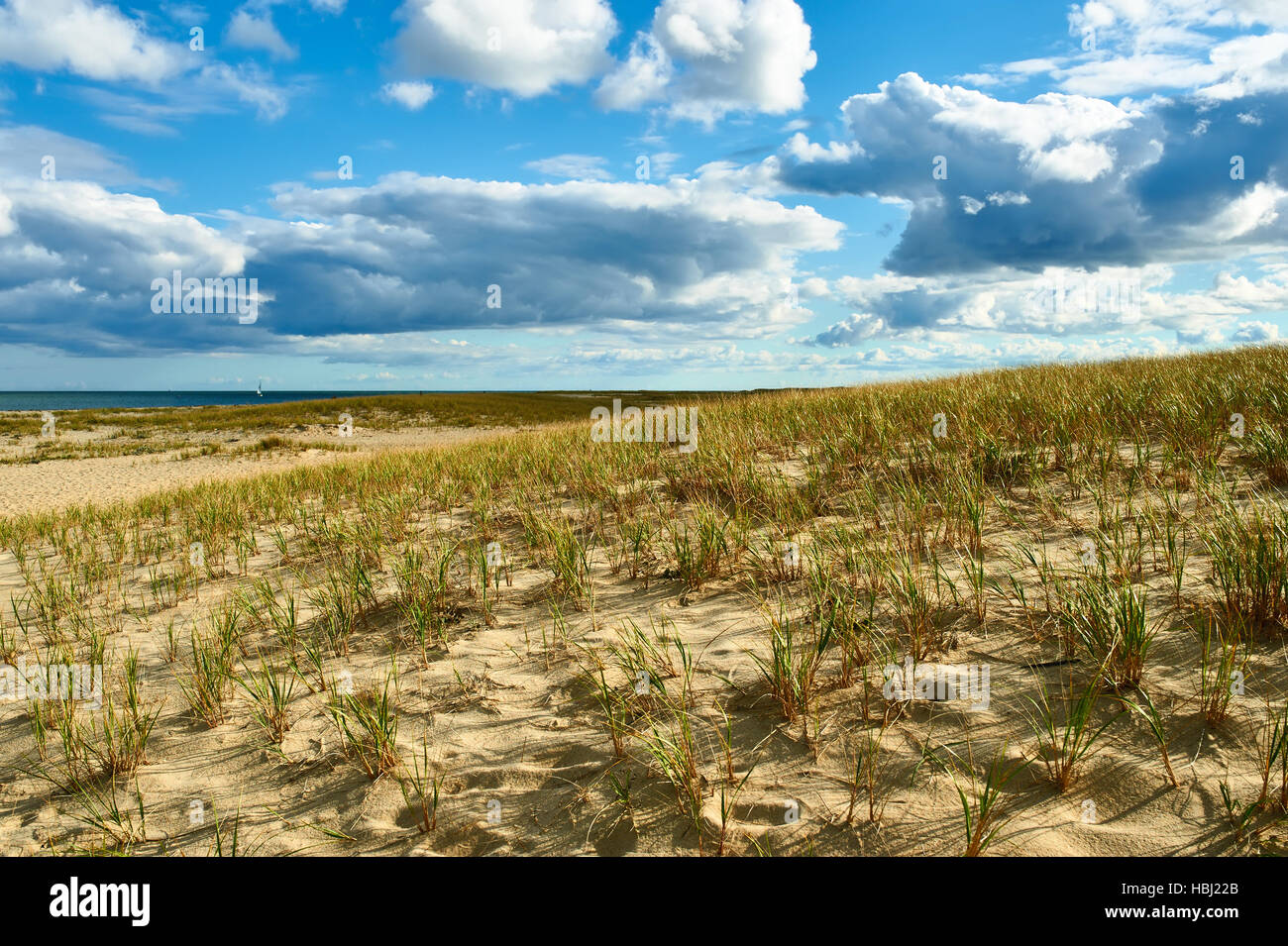 Sand dunes at Cape Cod Stock Photo - Alamy