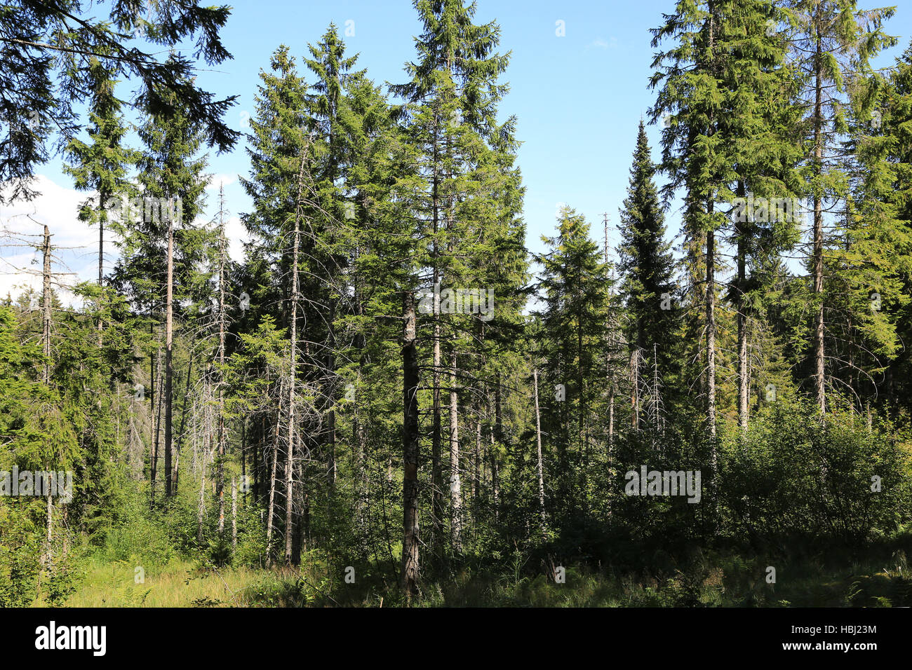 Black fir hi-res stock photography and images - Alamy