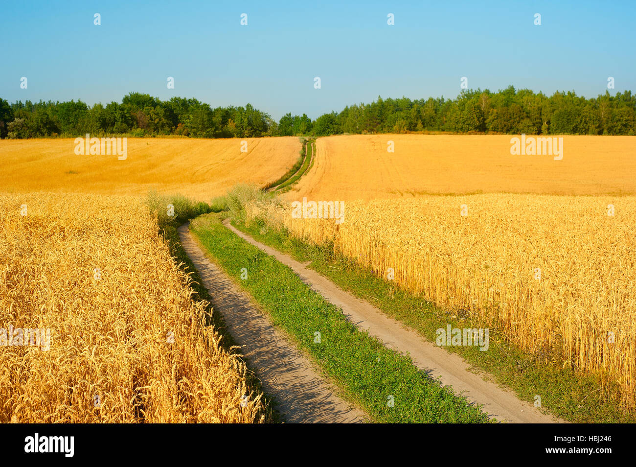 Wheat field in crop season Stock Photo - Alamy