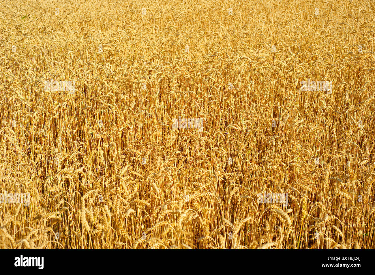 Wheat field background Stock Photo - Alamy