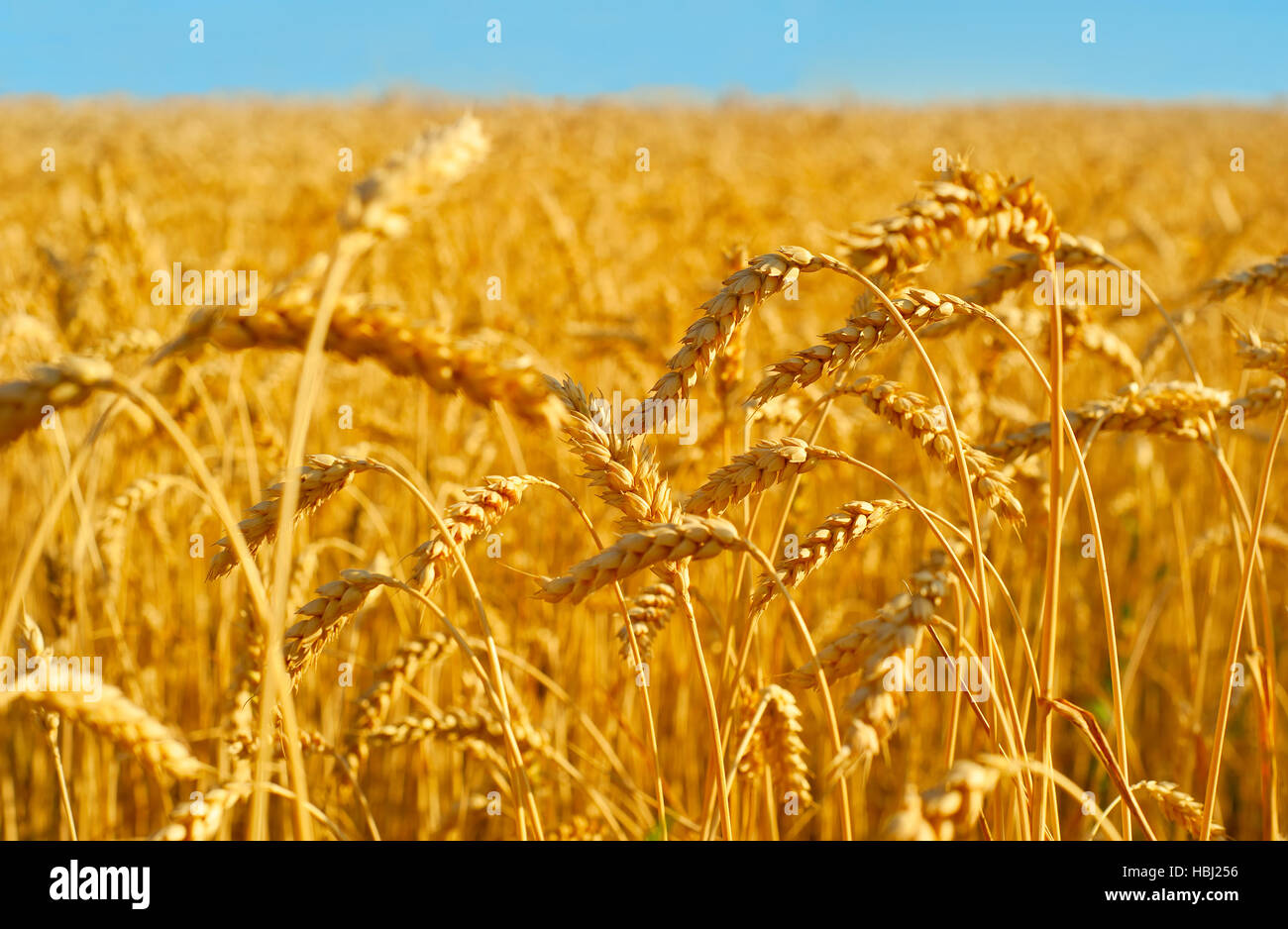 Wheat field close up Stock Photo - Alamy