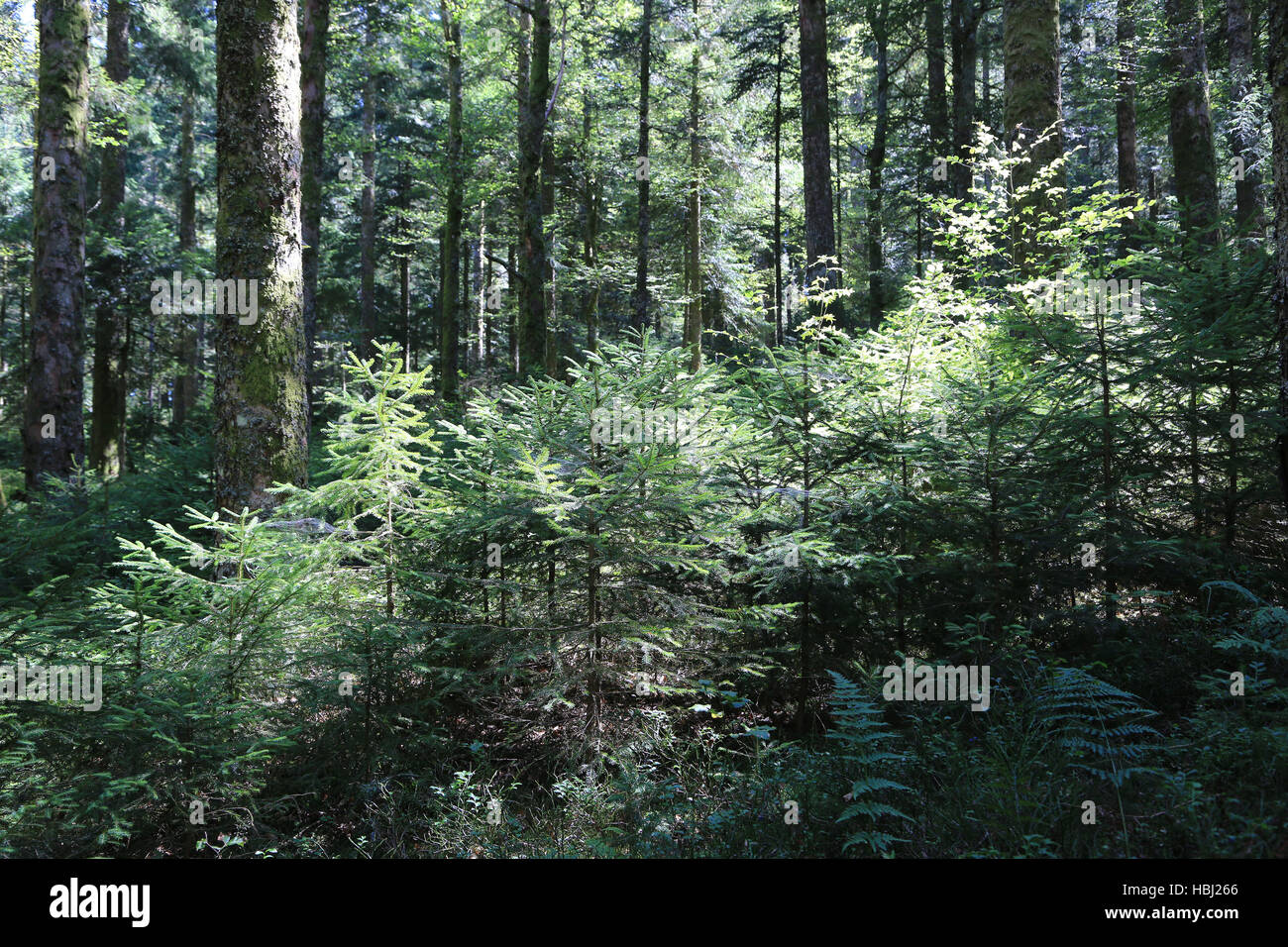 Forest with natural rejuvenation Stock Photo - Alamy