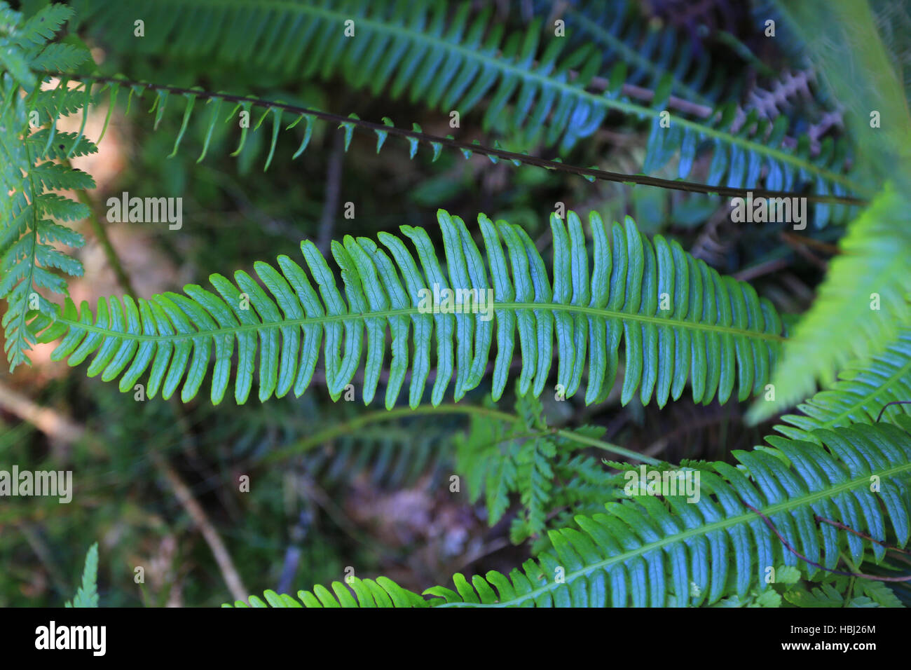 Hard fern, Blechnum spicant Stock Photo - Alamy