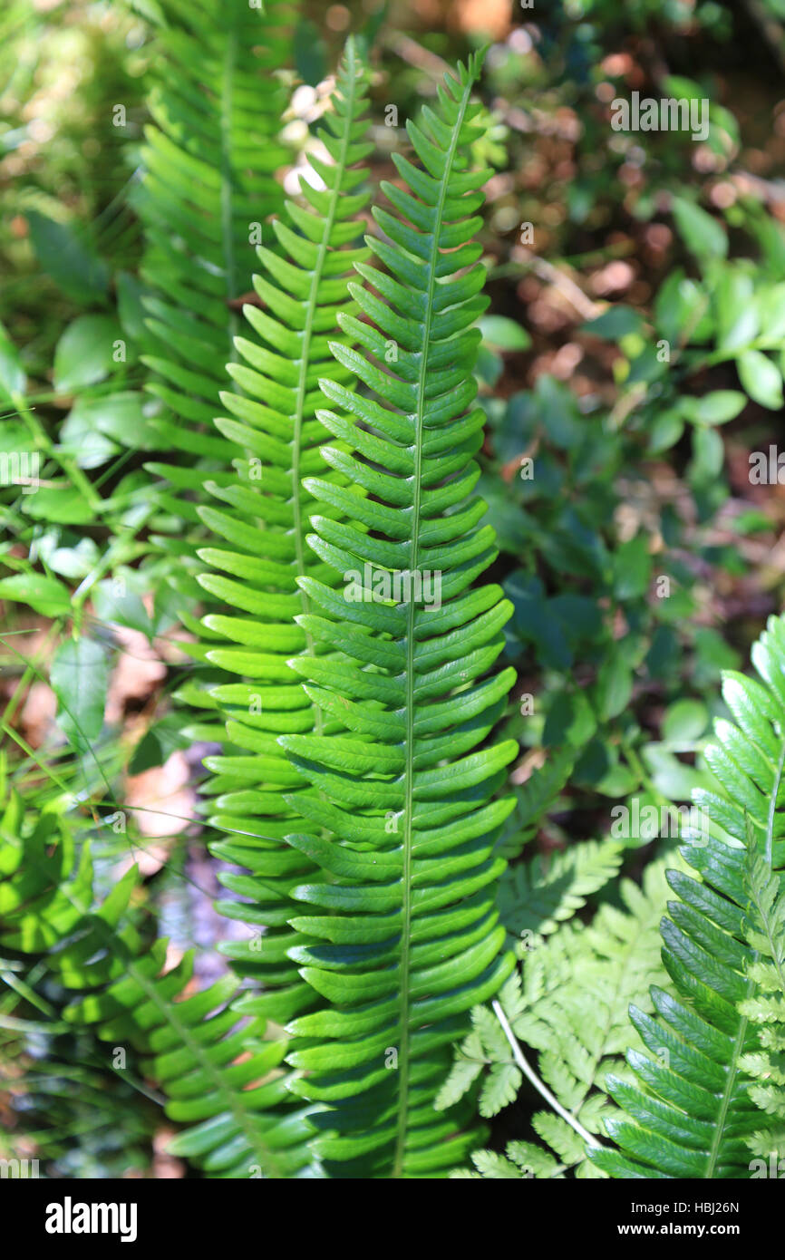 Hard fern hi-res stock photography and images - Alamy