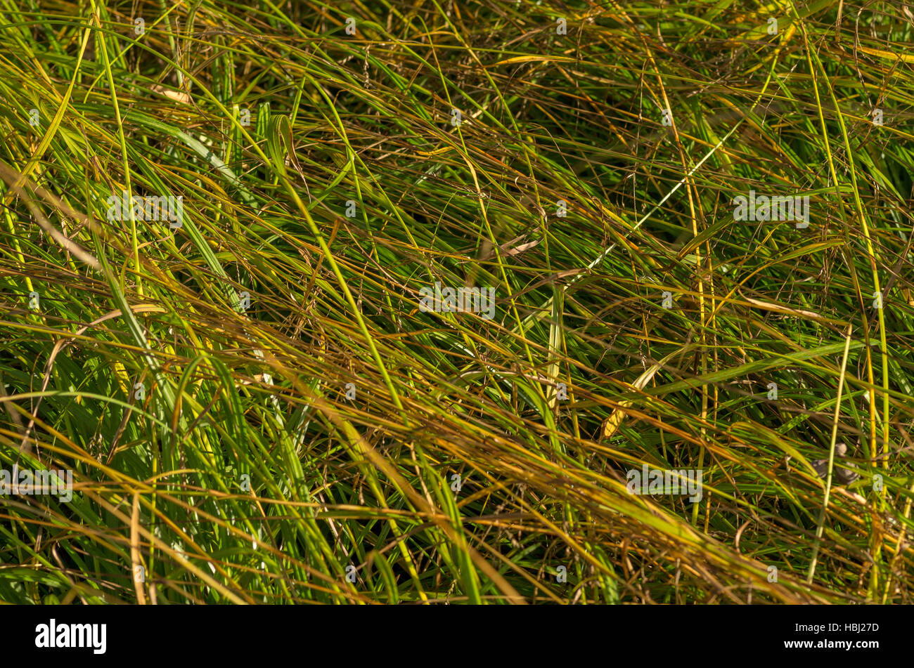 Mähen gras hi-res stock photography and images - Alamy