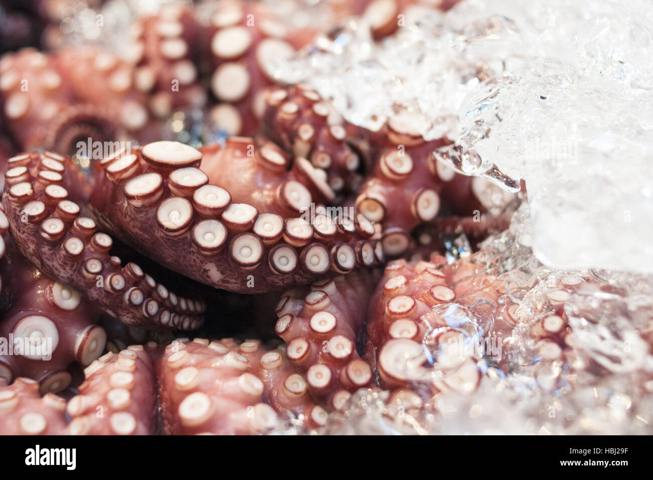 Raw octopus hi-res stock photography and images - Alamy