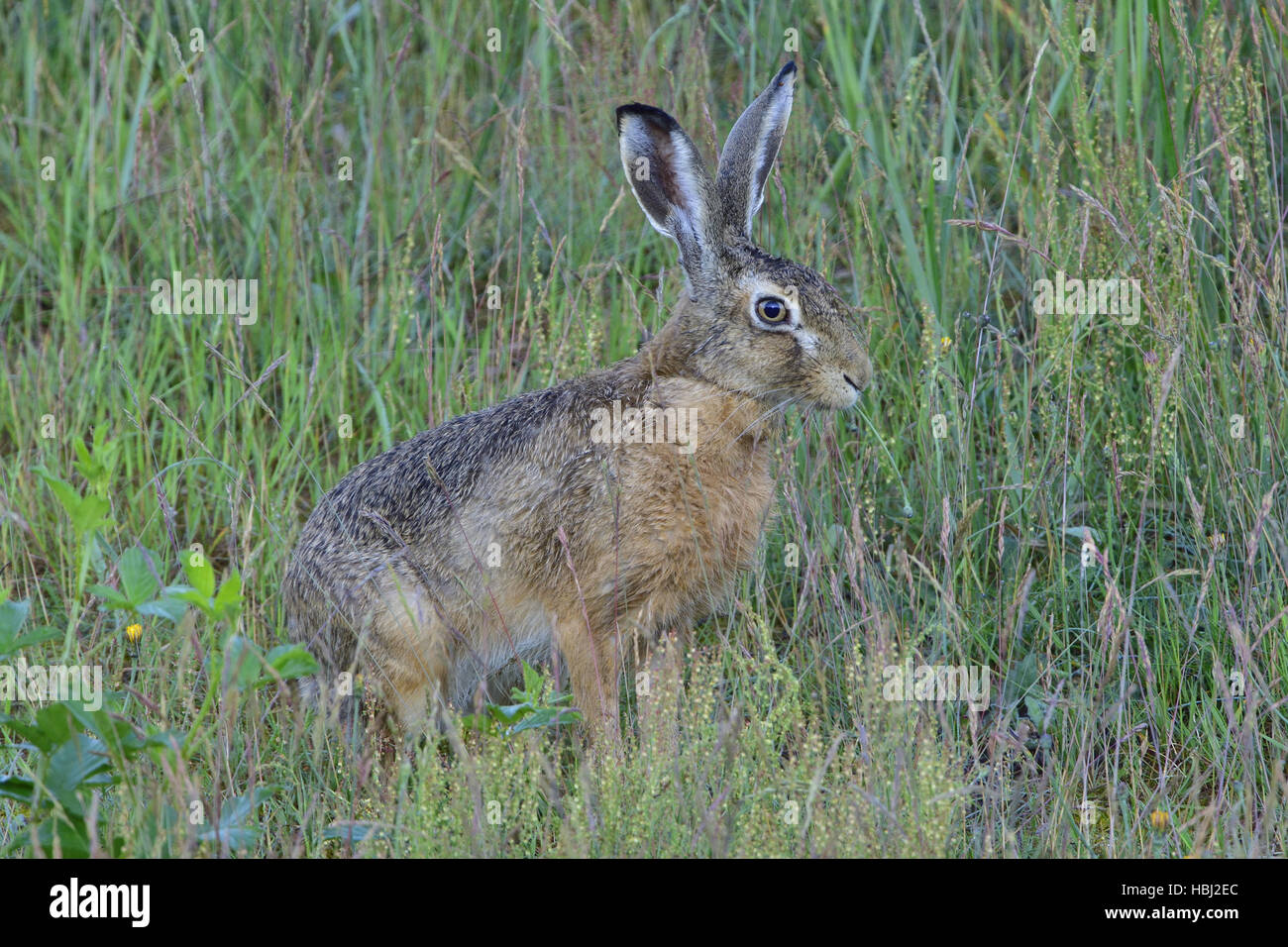 European hare fell hi-res stock photography and images - Alamy