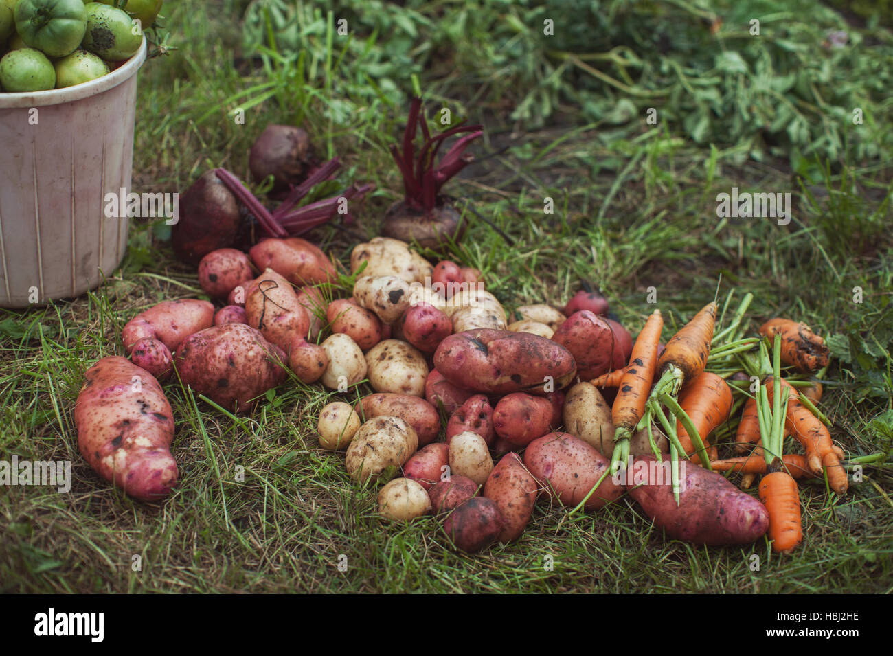 Harvest of fresh vegetables Stock Photo - Alamy