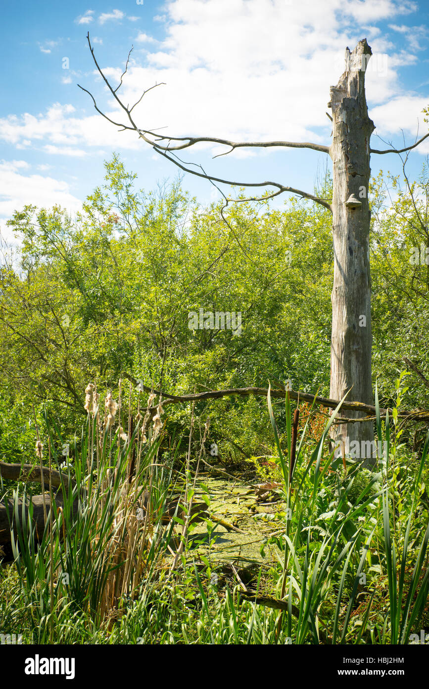 Old tree in wetland Stock Photo - Alamy