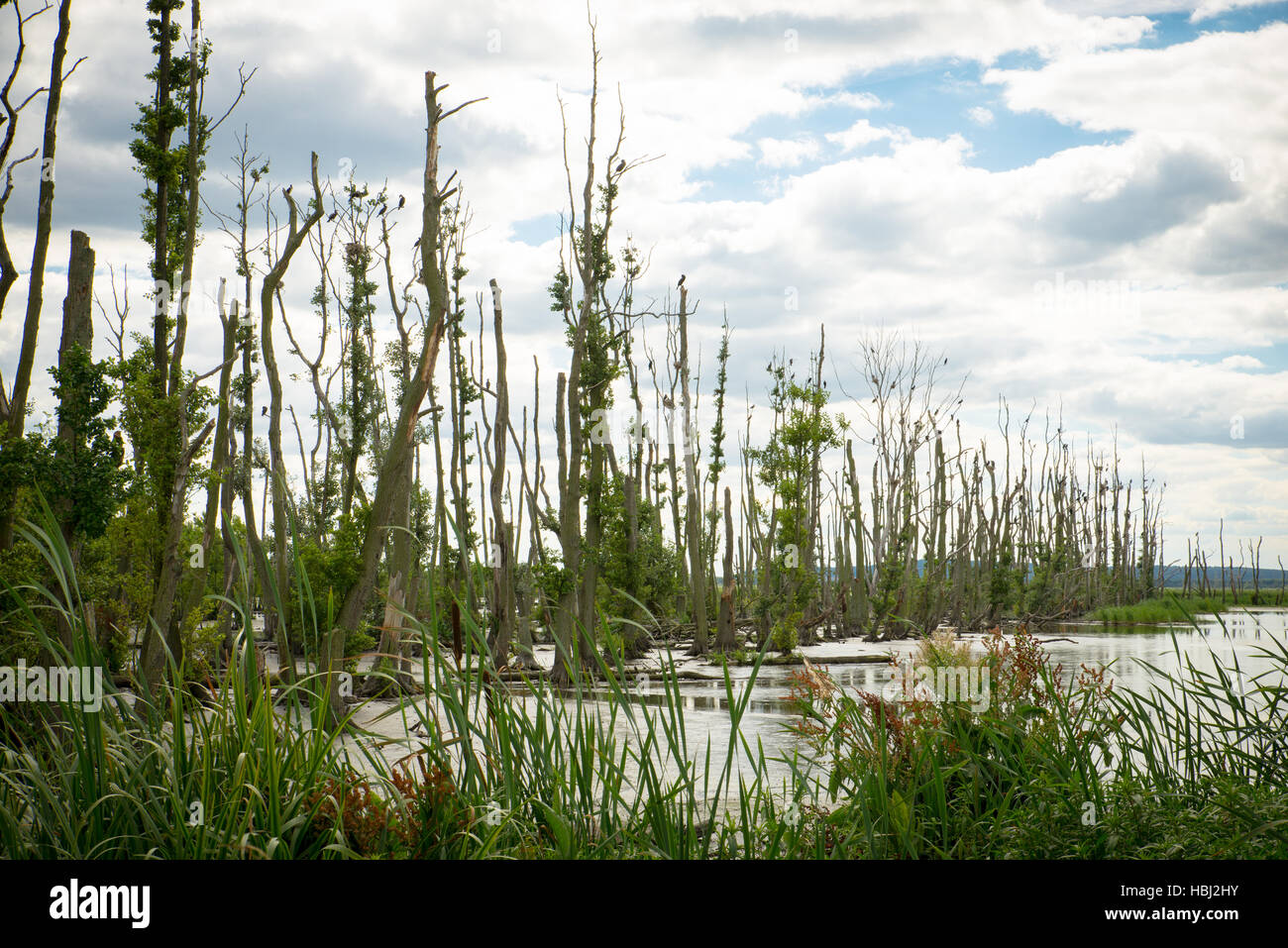Swamp trees hi-res stock photography and images - Alamy