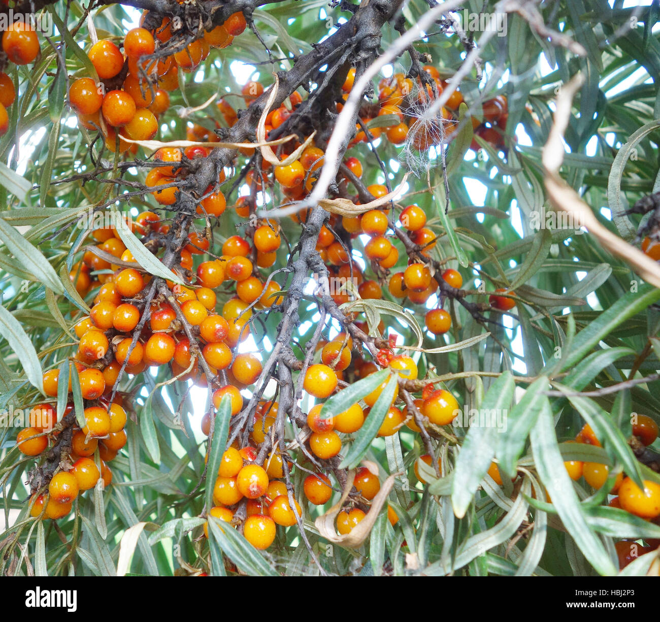 sea buckthorn berry Stock Photo - Alamy