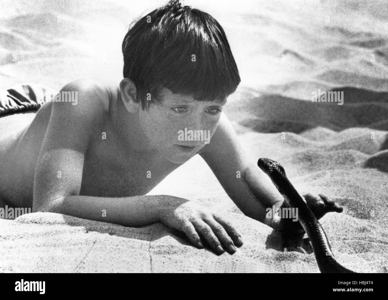 THE BLACK STALLION, Kelly Reno, 1979. ©United Artists/courtesy Everett ...