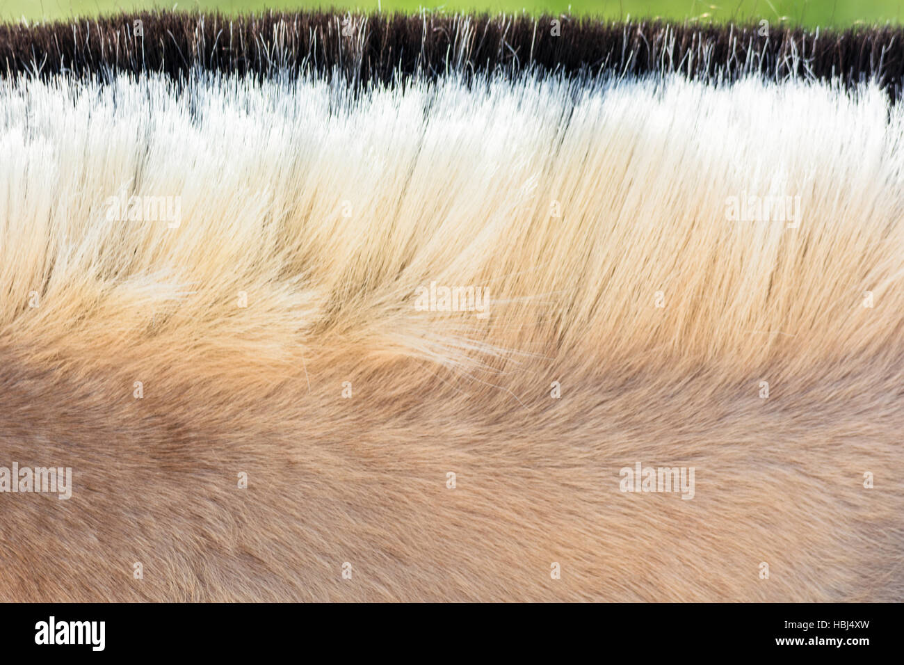Mane covered hi-res stock photography and images - Alamy