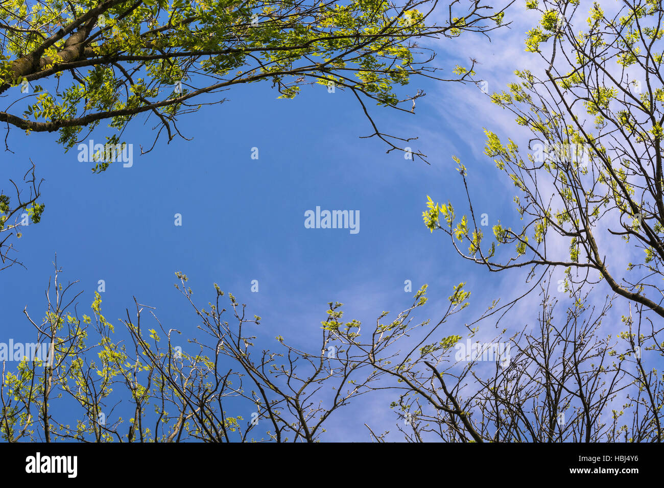 Blue sky through trees hi-res stock photography and images - Alamy