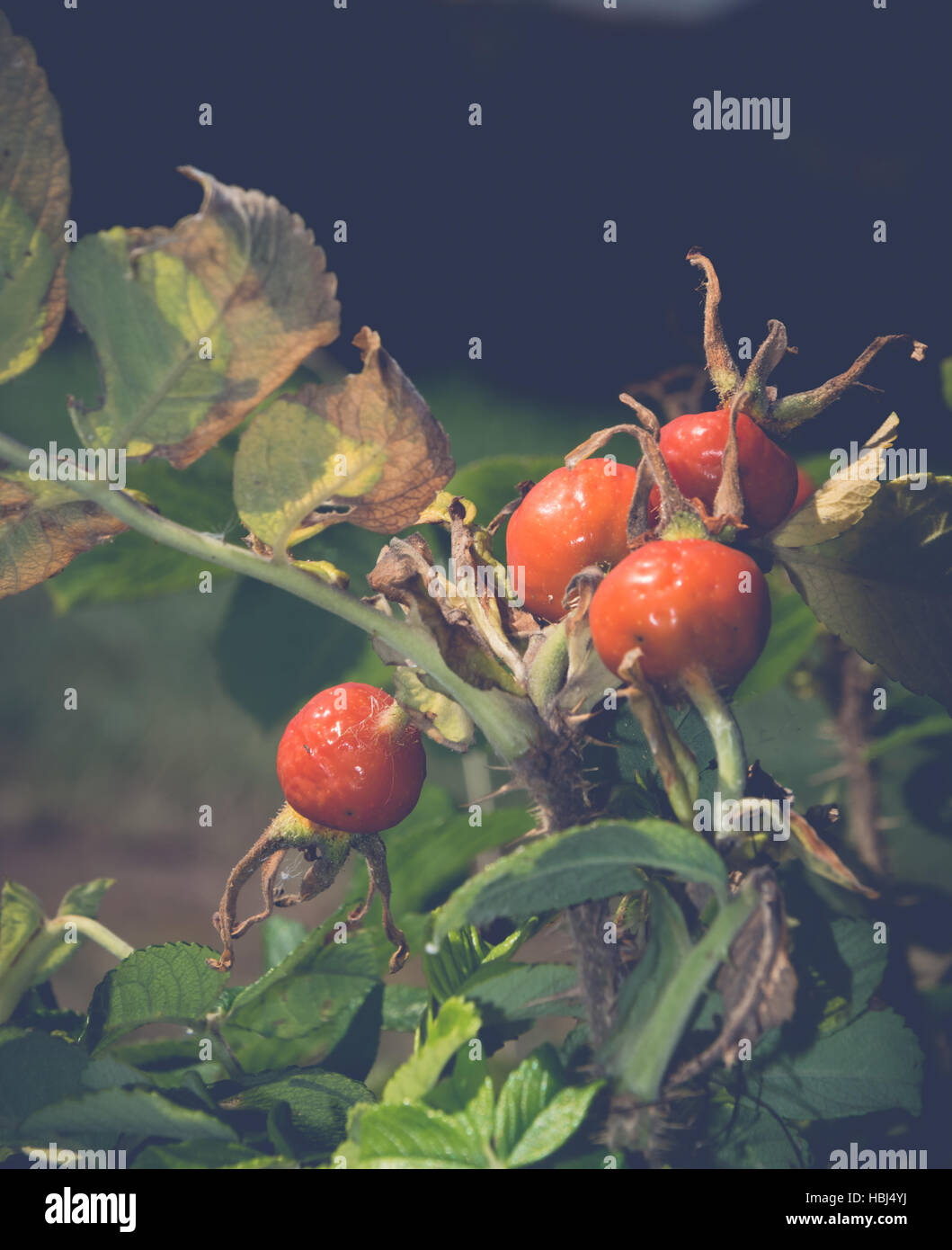 Orange hips hi-res stock photography and images - Alamy