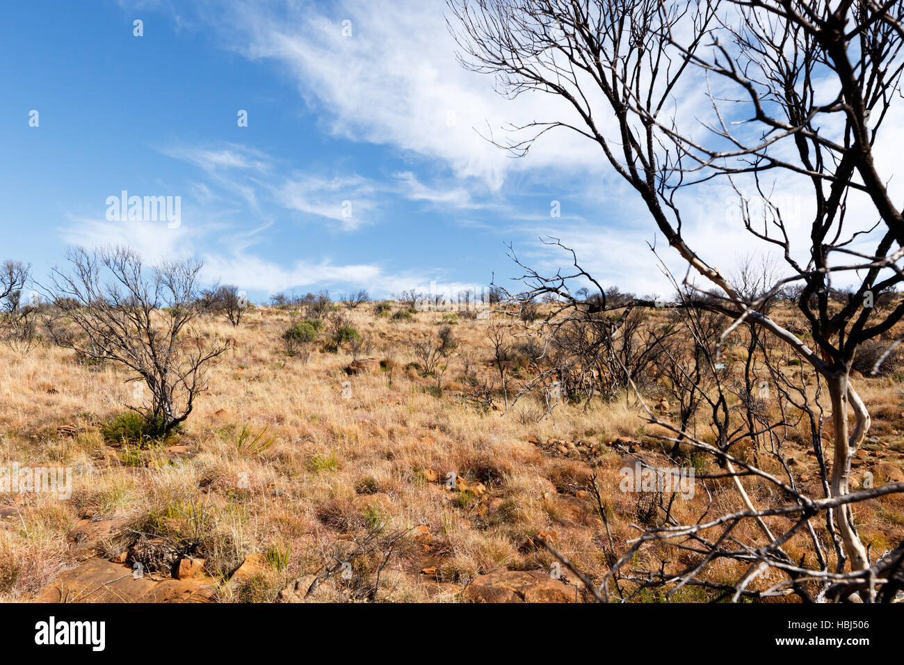 Plant of dry grassland hi-res stock photography and images - Alamy