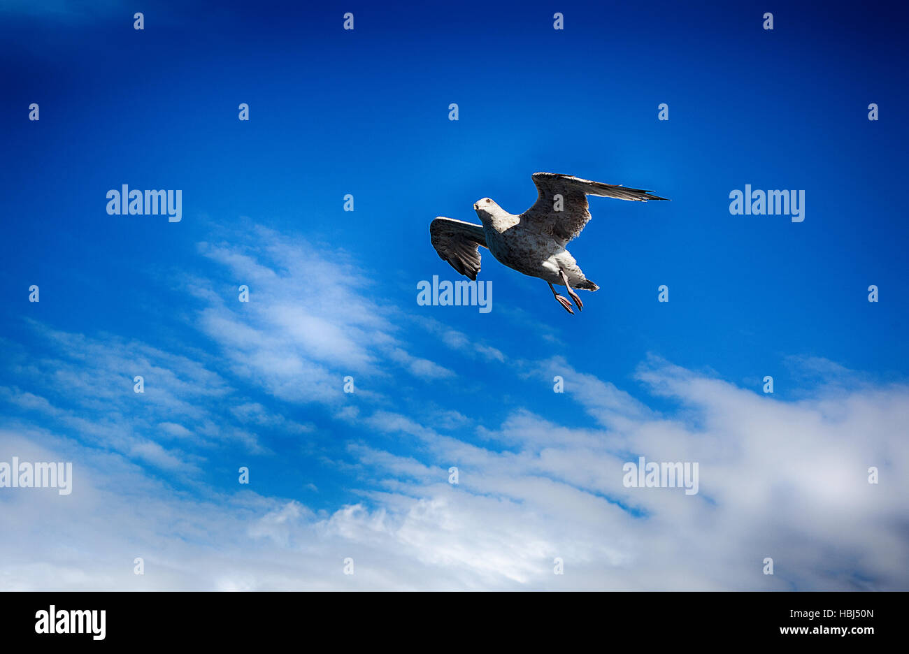 Vogel am arm hi-res stock photography and images - Alamy