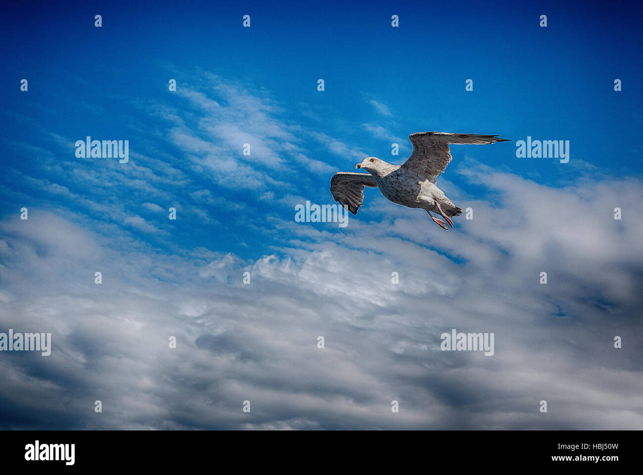 Vogel am arm hi-res stock photography and images - Alamy