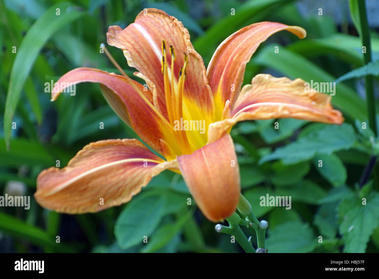 Section liriotypus hi-res stock photography and images - Alamy