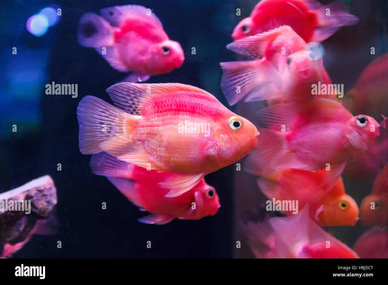 Freshwater Parrotfish