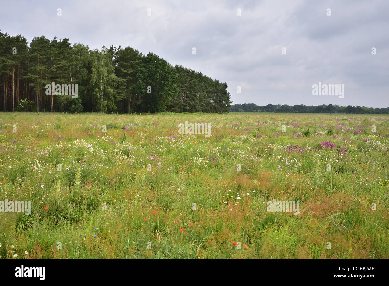 Blumenwiese wiesenblumen wildblumen hi-res stock photography and images ...