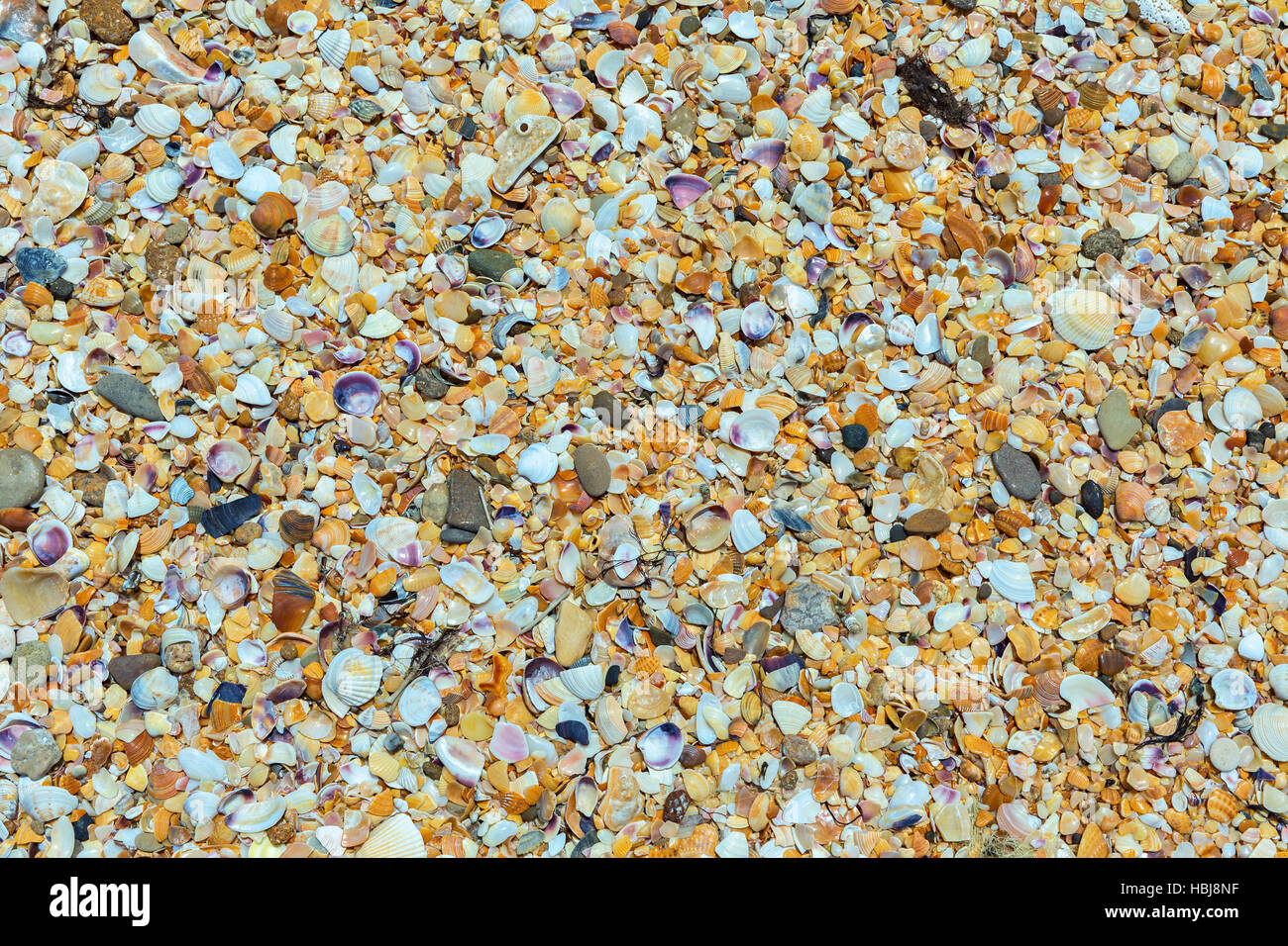 Shell beaches on the Black Sea coast Stock Photo - Alamy