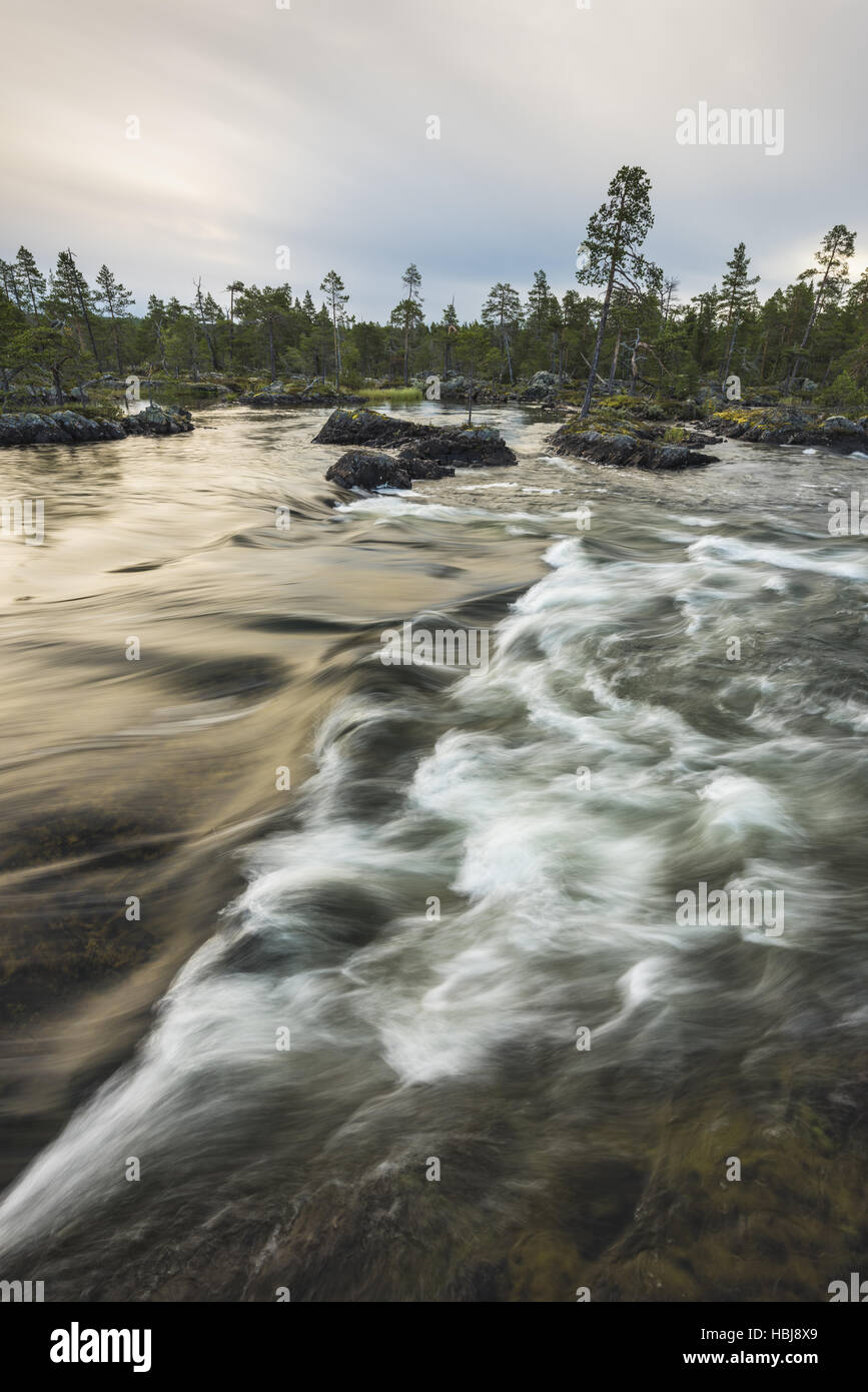 Pite trees hi-res stock photography and images - Alamy