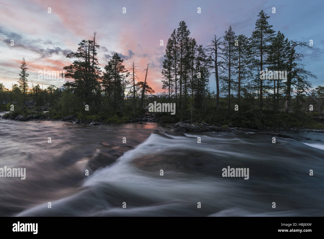 Pite trees hi-res stock photography and images - Alamy