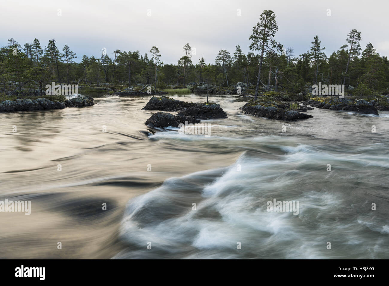 Pite trees hi-res stock photography and images - Alamy