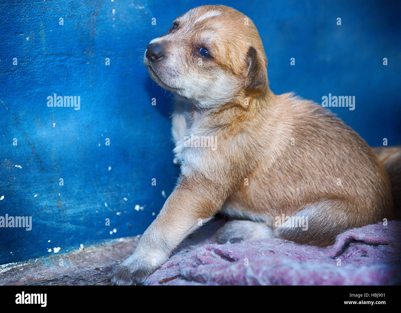 Hangdog look hi-res stock photography and images - Alamy
