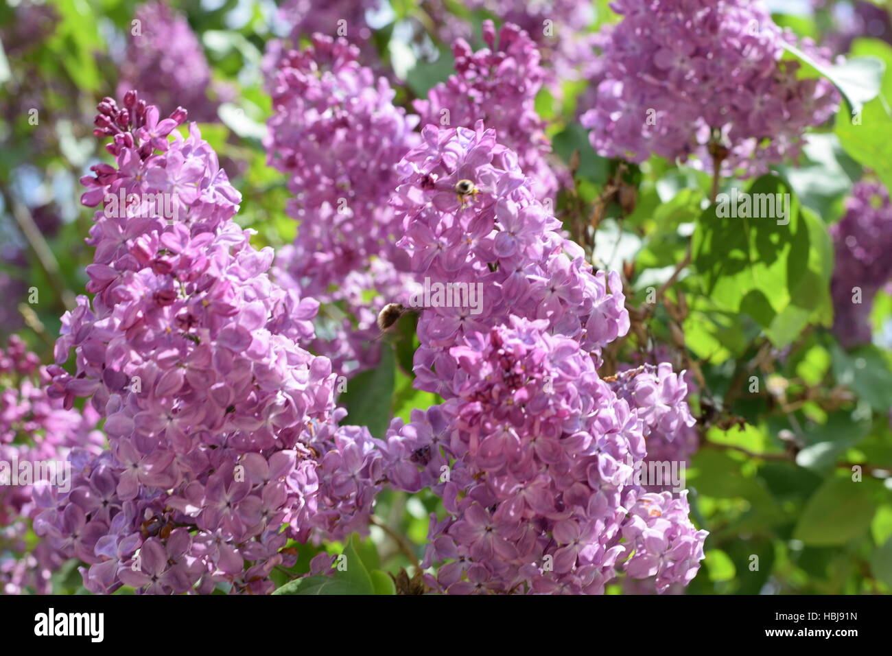 Beautiful lilac flowers selective hi-res stock photography and images ...
