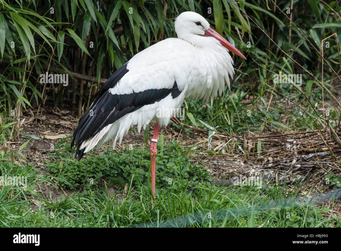 White feathers on adult hi-res stock photography and images - Alamy