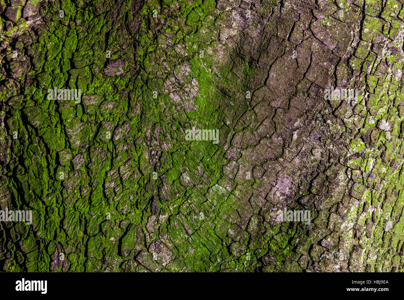 Tree bark texture hi-res stock photography and images - Alamy