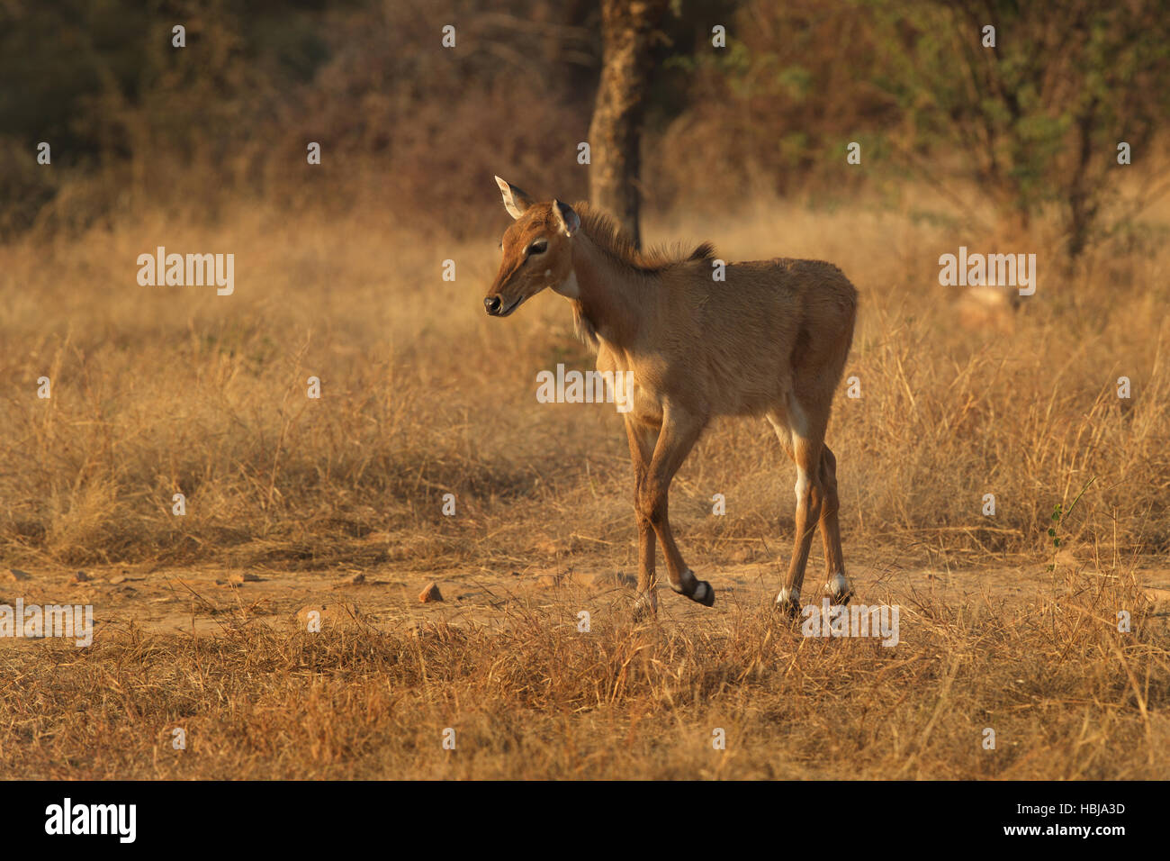 Nilgai (Boselaphus tragocamelus), also known as the nilgau or blue bull ...