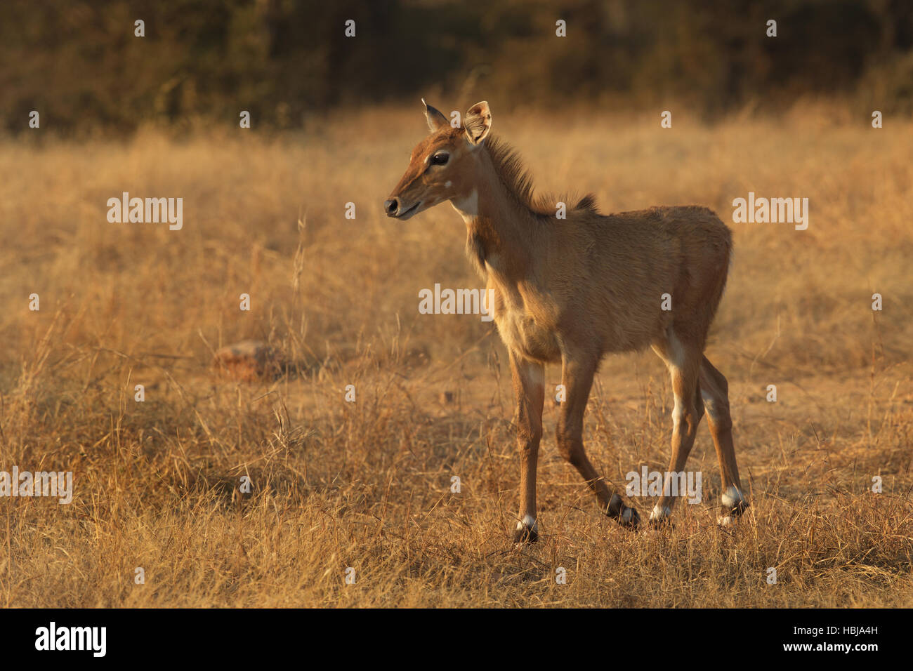 Nilgai (Boselaphus tragocamelus), also known as the nilgau or blue bull ...