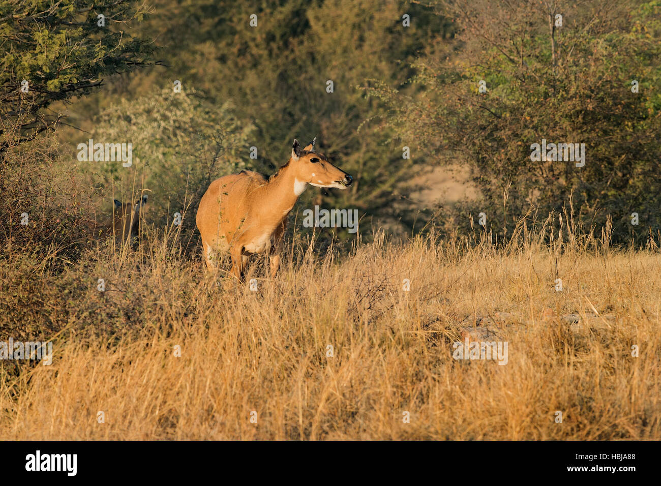 Nilgai (Boselaphus tragocamelus), also known as the nilgau or blue bull ...