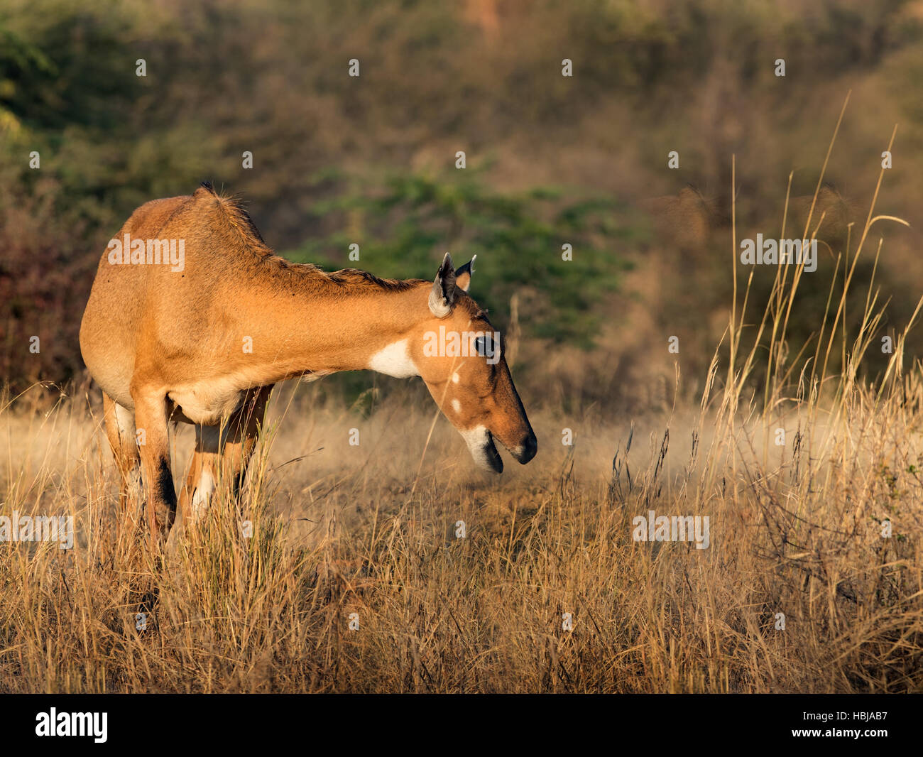 Nilgai (Boselaphus tragocamelus), also known as the nilgau or blue bull ...