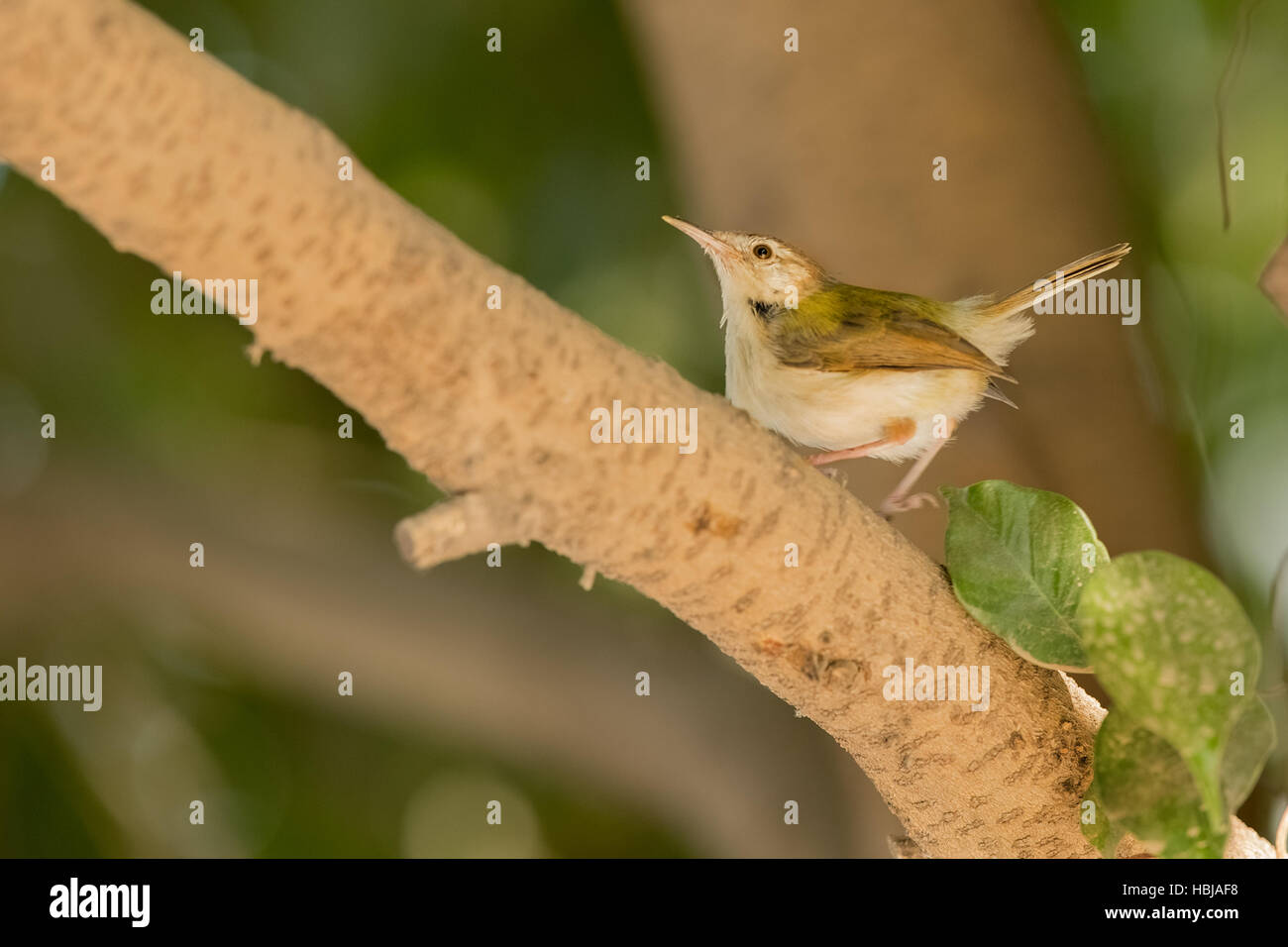 Blue green warbler species hi-res stock photography and images - Alamy
